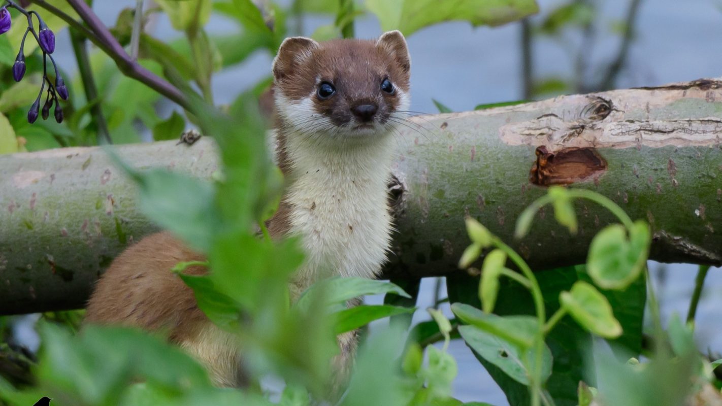 Kennisdocument Kleine Marterachtigen - BIJ12