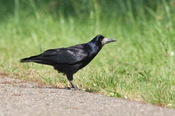 Kennisdocument Roek - BIJ12