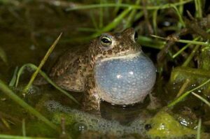 Kennisdocument Rugstreeppad - BIJ12
