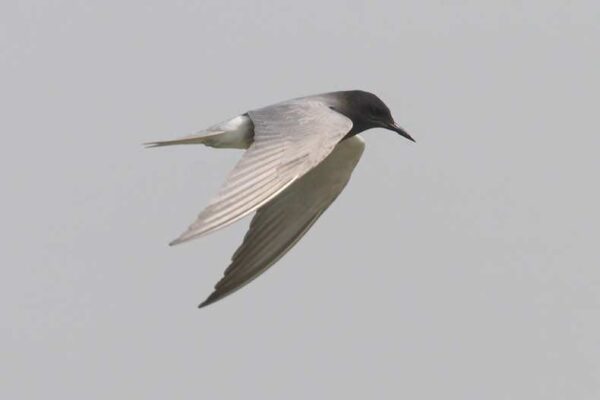 Zwarte stern - BIJ12