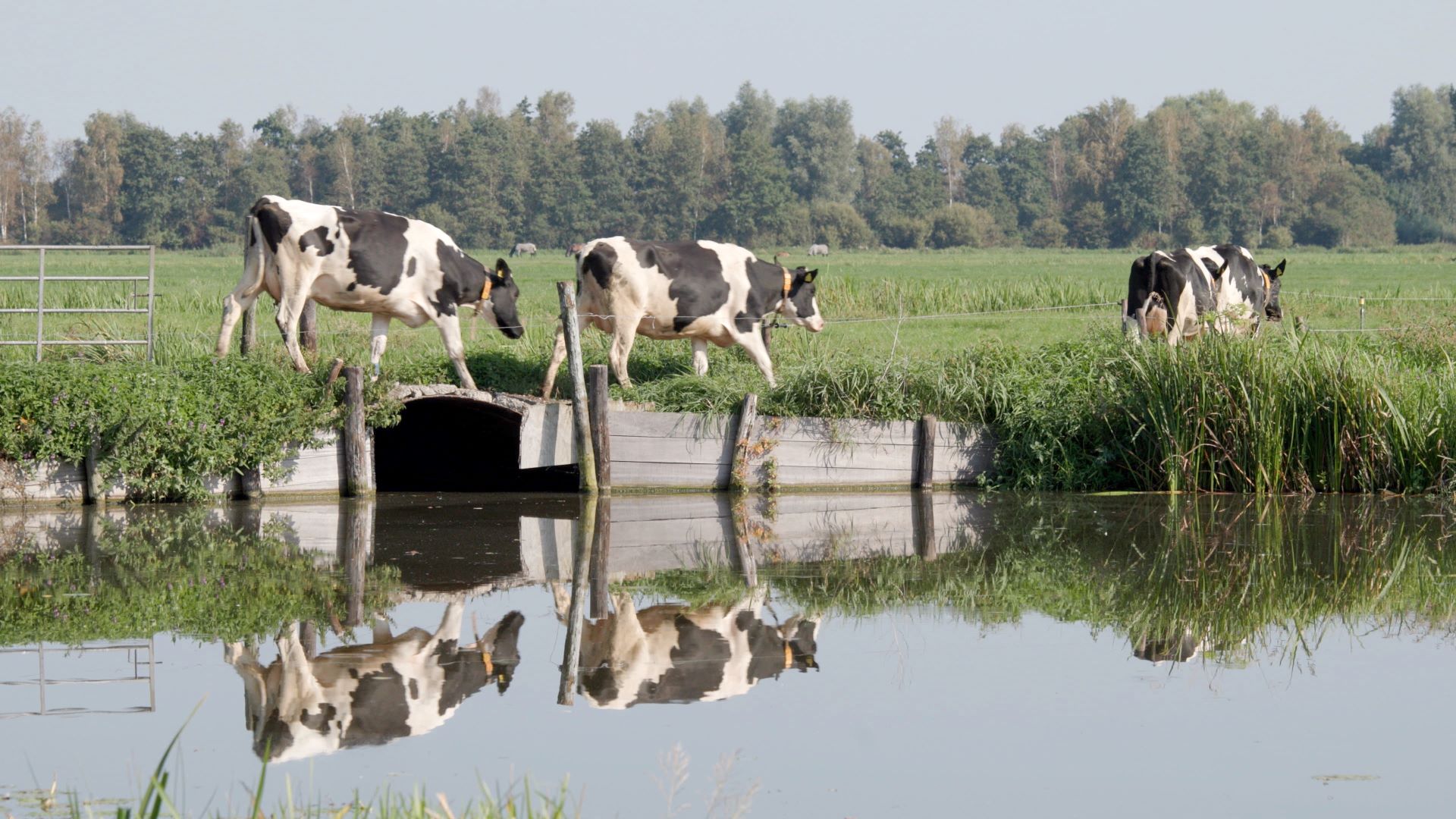 Vrijwaren voor beschadiging door vee - BIJ12