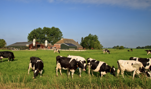 Beweiden met vee - BIJ12