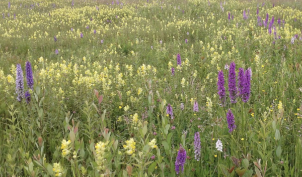 In stand houden indicatorsoorten - BIJ12
