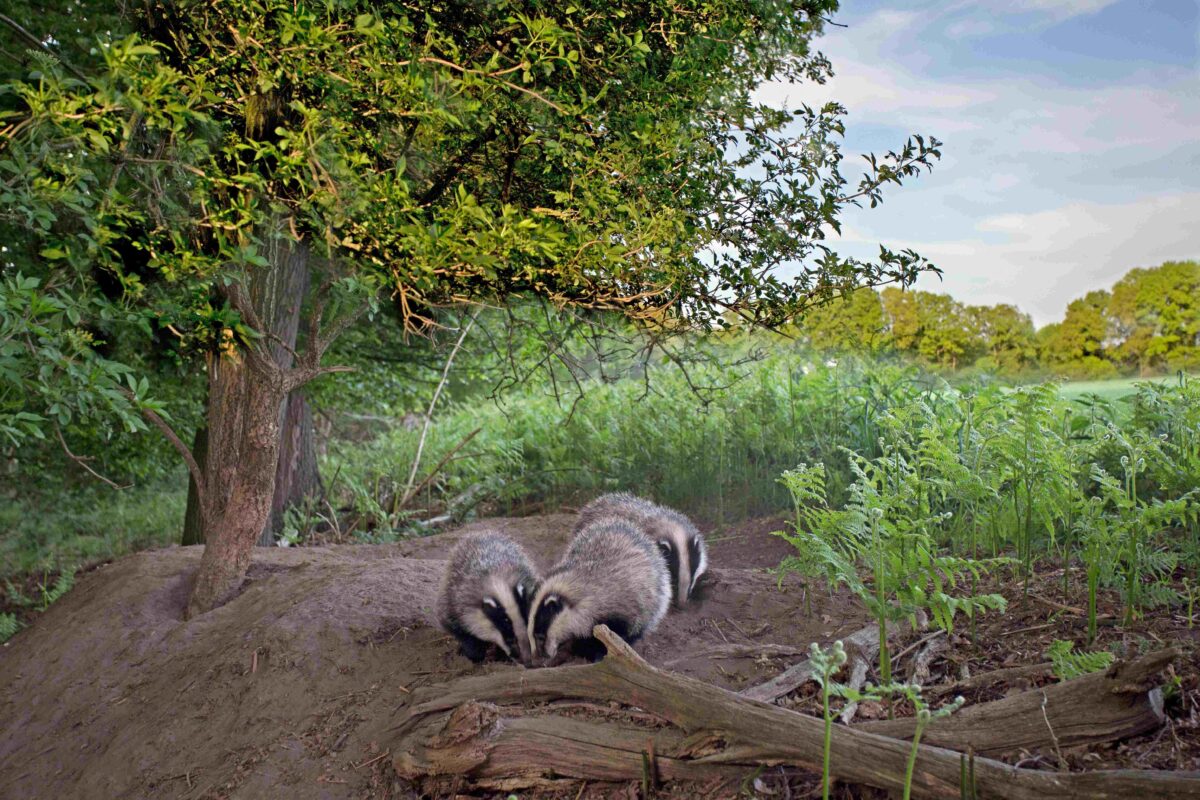 Kennisdocument Das - BIJ12