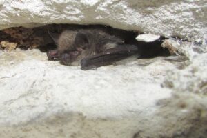 Kennisdocument Gewone dwergvleermuis - BIJ12