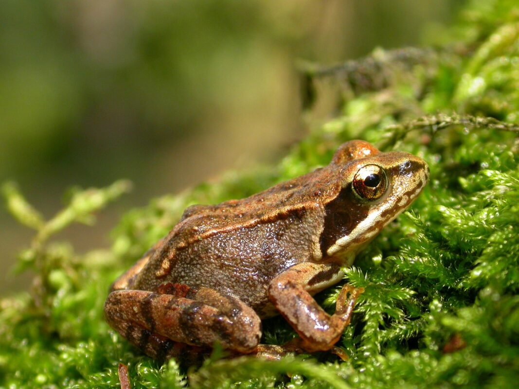 Kennisdocument Heikikker - BIJ12