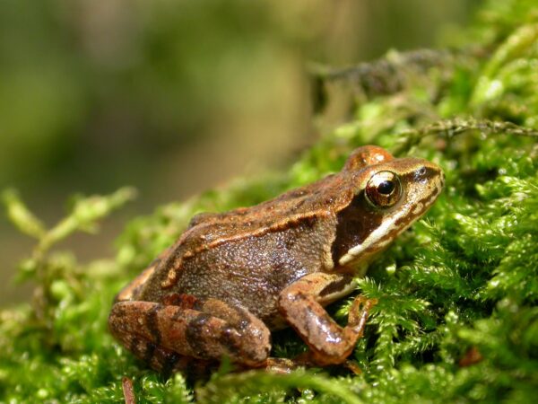 Kennisdocument Heikikker - BIJ12
