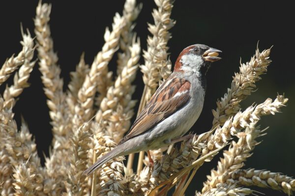 Kennisdocument Huismus - BIJ12