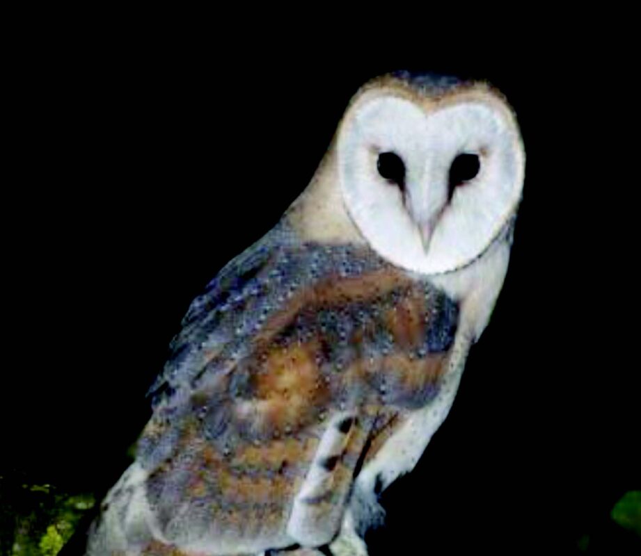 Kennisdocument Kerkuil - BIJ12