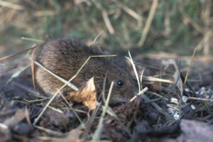 Kennisdocument Noordse Woelmuis - BIJ12