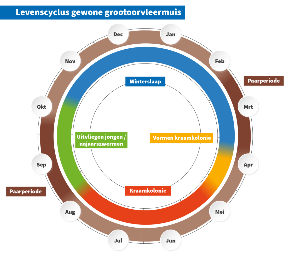 Kennisdocument Gewone grootoorvleermuis - BIJ12