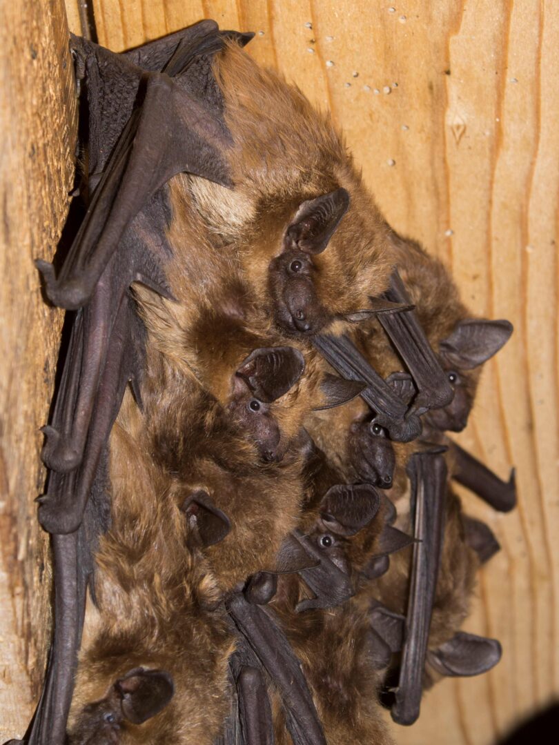 Kennisdocument Laatvlieger - BIJ12